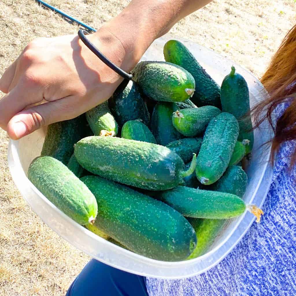 Quick + Crunchy Old Fashioned Fermented Dill Pickles (With Video ...