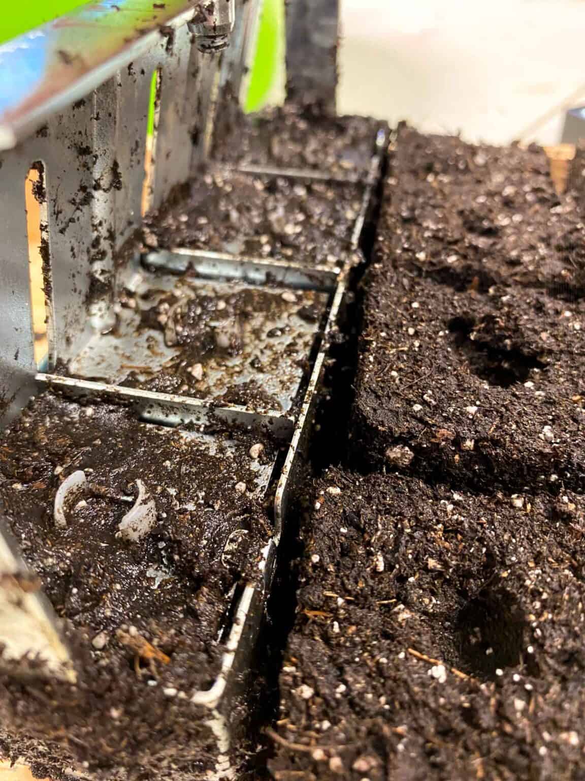 Complete Guide to Haskaps (Honeyberries) | How To Grow + Harvest