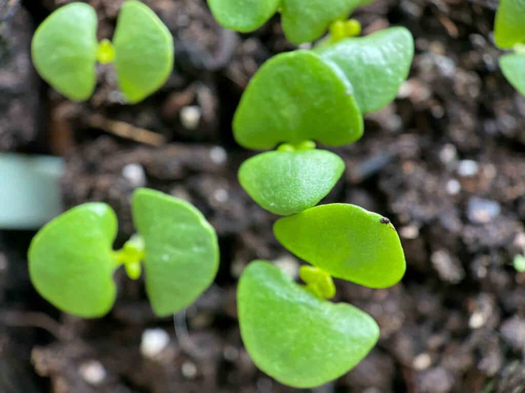 Vegetable Seeds to Plant In May For Zone 3-5 Gardening (Indoors and ...