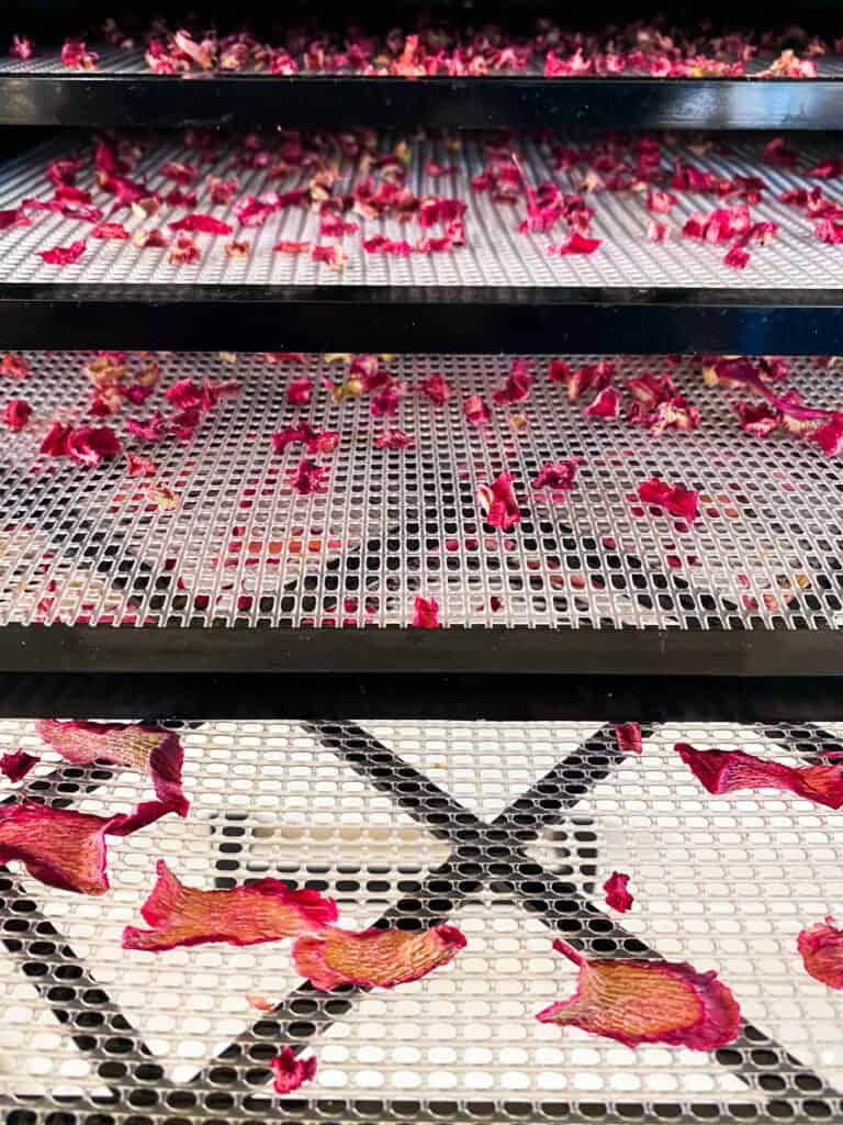 How To Dehydrate Rhubarb and 5 Recipes With Dried Rhubarb - Modern Harvest