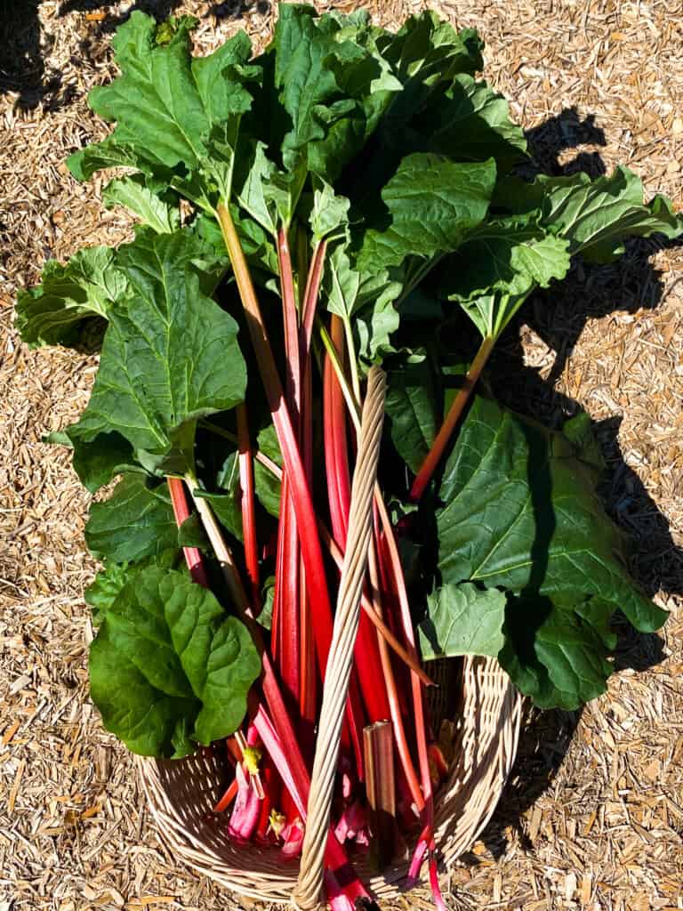 How To Dehydrate Rhubarb and 5 Recipes With Dried Rhubarb - Modern Harvest