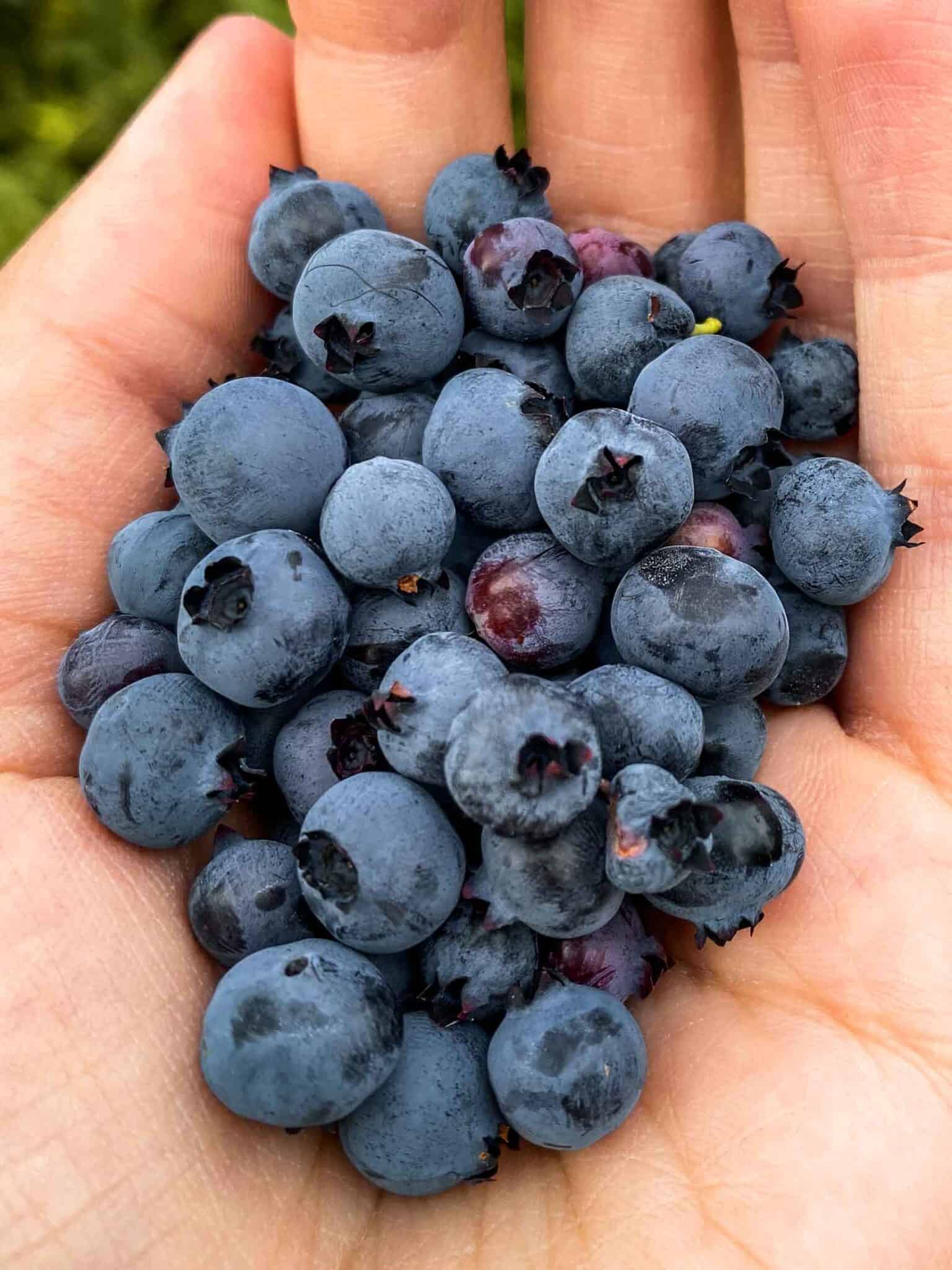 Blueberry Companion Plants - A Guide For What & What NOT to Plant ...