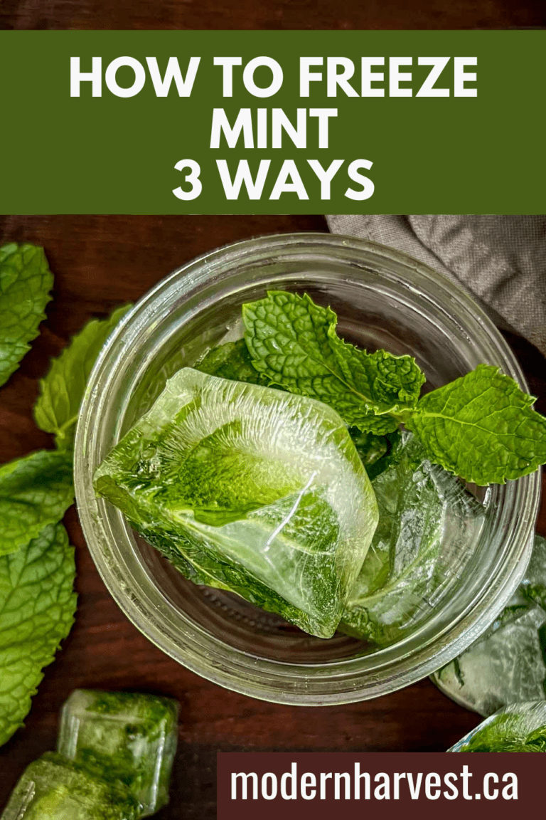 How To Freeze Mint 3 Ways | Whole Leaves, In Oil, In Water