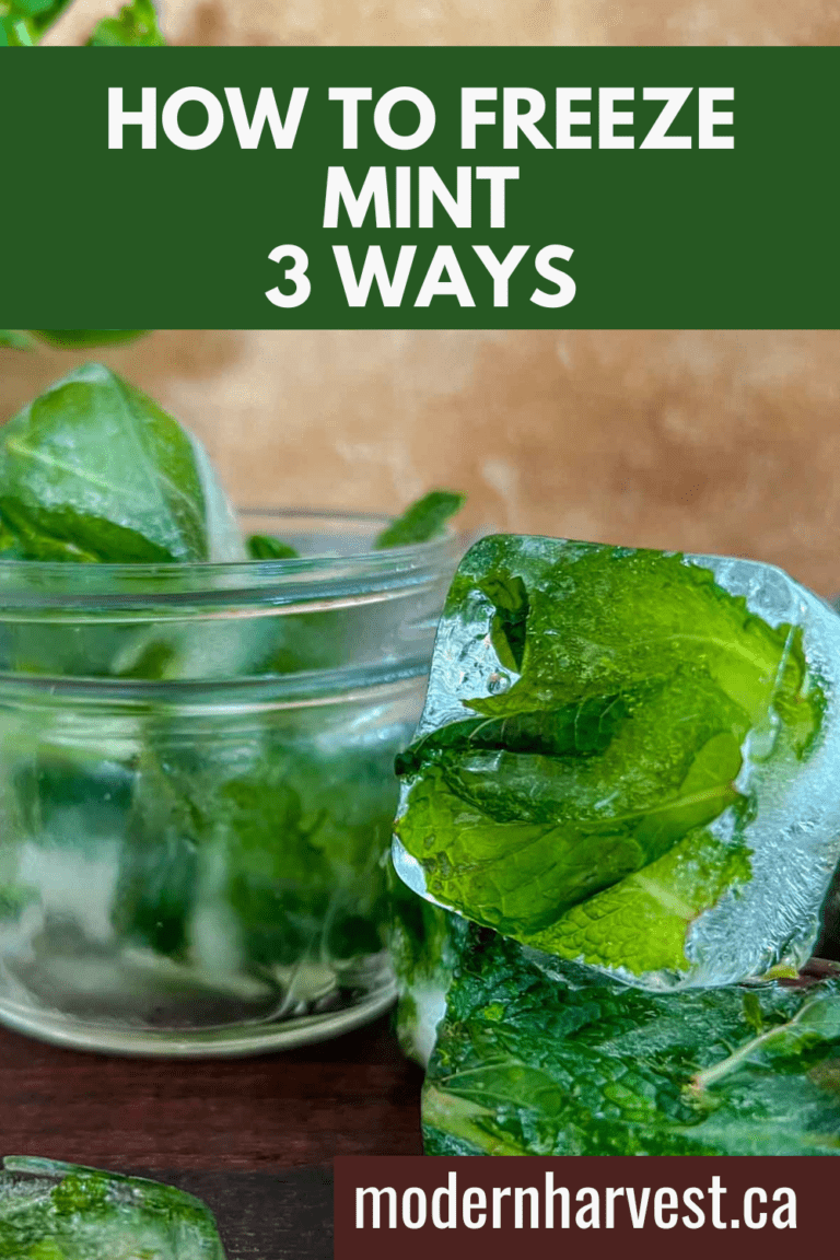 How To Freeze Mint 3 Ways | Whole Leaves, In Oil, In Water