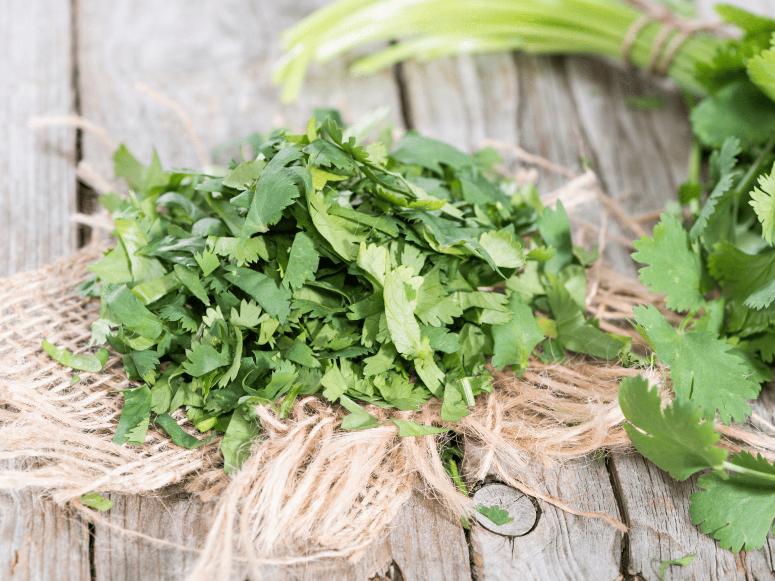 How to Harvest Cilantro For An Abundance All Season Long