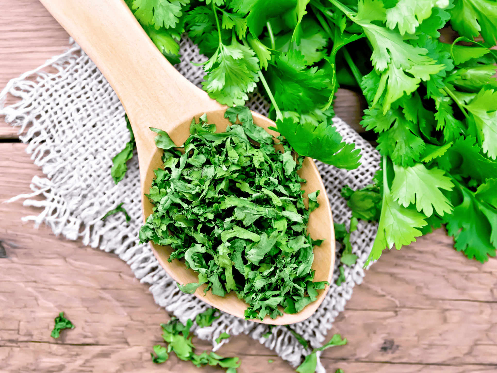 How to Harvest Cilantro For An Abundance All Season Long
