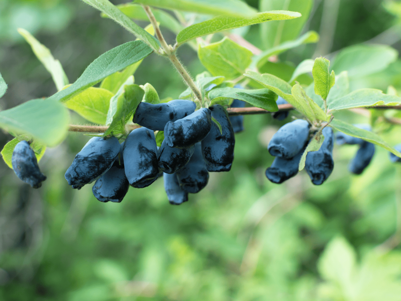 Complete Guide to Haskaps (Honeyberries) | How To Grow + Harvest