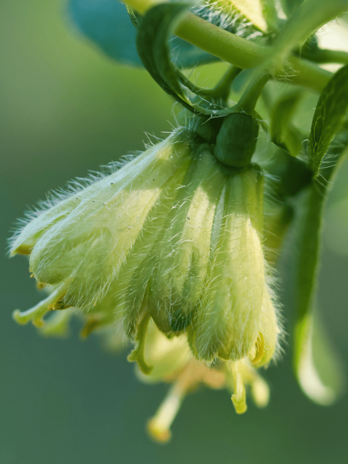 Complete Guide to Haskaps (Honeyberries) | How To Grow + Harvest