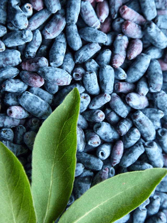 Complete Guide to Haskaps (Honeyberries) | How To Grow + Harvest