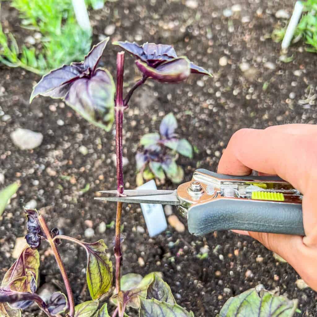 How To Grow Basil From Cuttings | Easy Basil Propagation Guide - Modern ...
