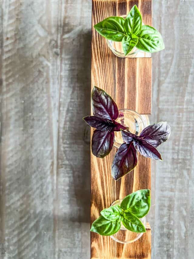 How To Grow Basil From Cuttings | Easy Basil Propagation Guide - Modern ...