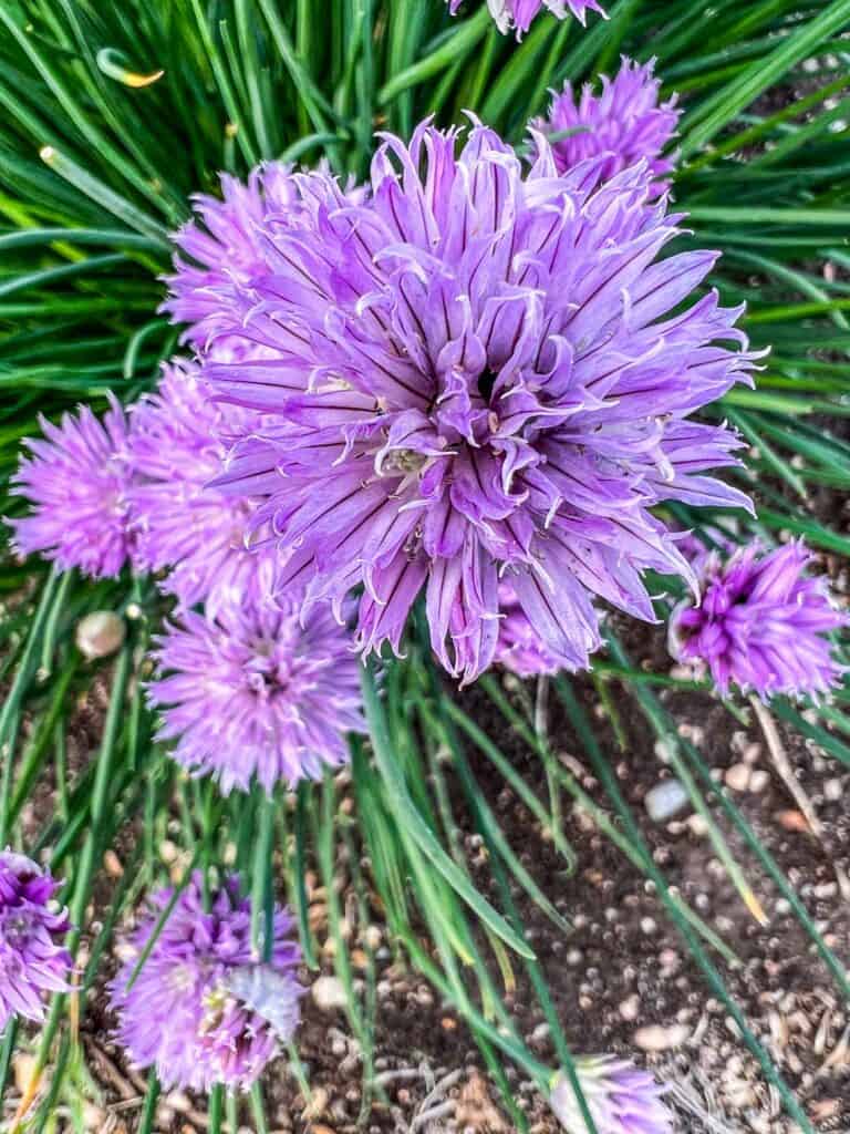 2-Ingredient Chive Blossom Vinegar - Modern Harvest