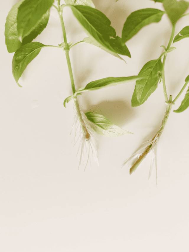 How To Grow Basil From Cuttings | Easy Basil Propagation Guide - Modern ...
