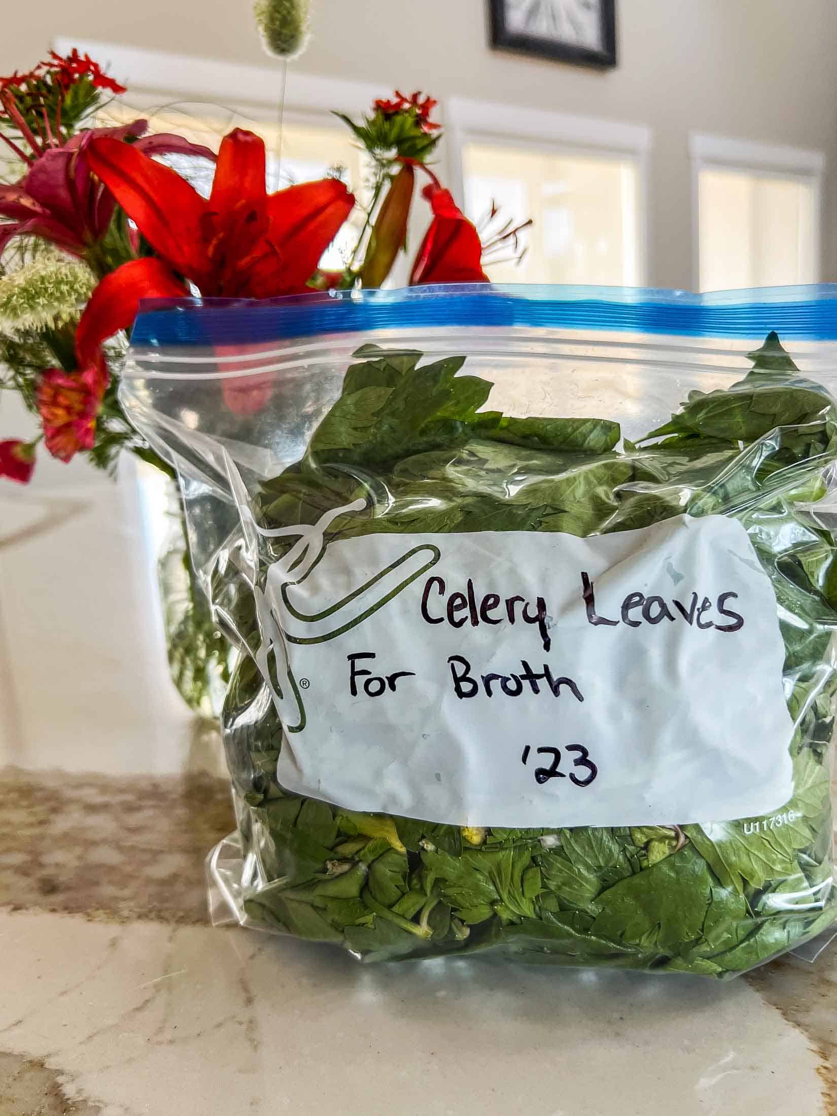 How To Dehydrate Celery | Drying Celery Leaves and Stalks - Modern Harvest