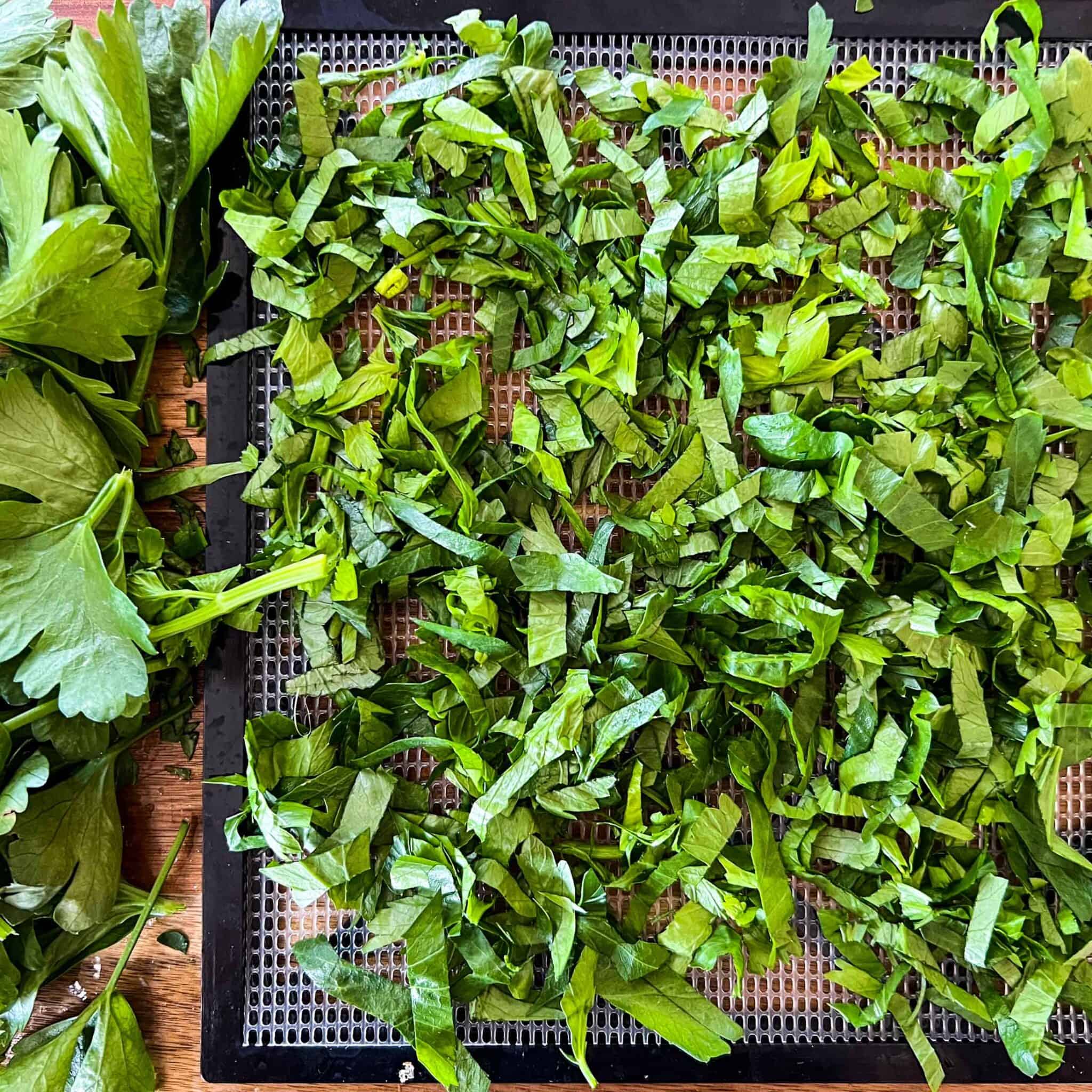 How To Dehydrate Celery | Drying Celery Leaves and Stalks - Modern Harvest