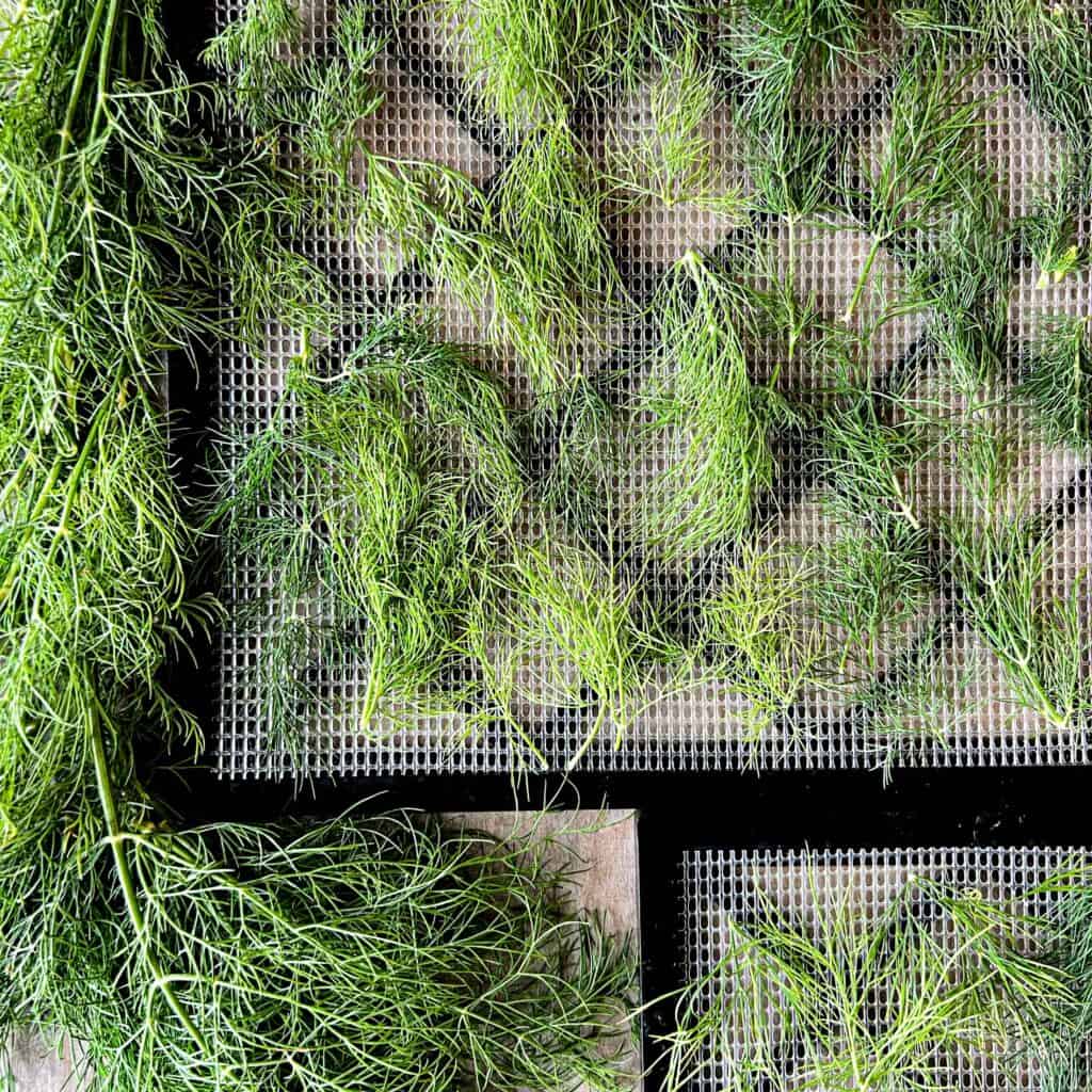 How To Dry Dill 3 Ways | Dehydrator, Oven, Air Dry - Modern Harvest