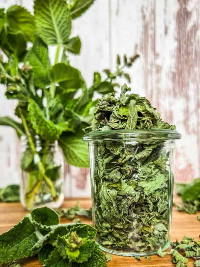 How to Dry Mint 3 Ways | Dehydrator, Oven, Air Dry