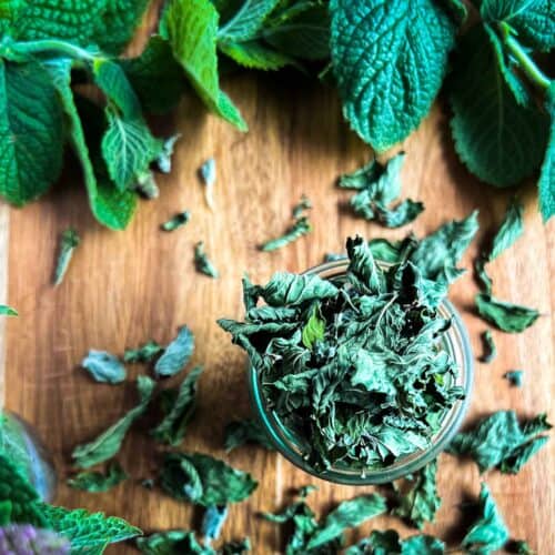 How to Dry Mint 3 Ways | Dehydrator, Oven, Air Dry