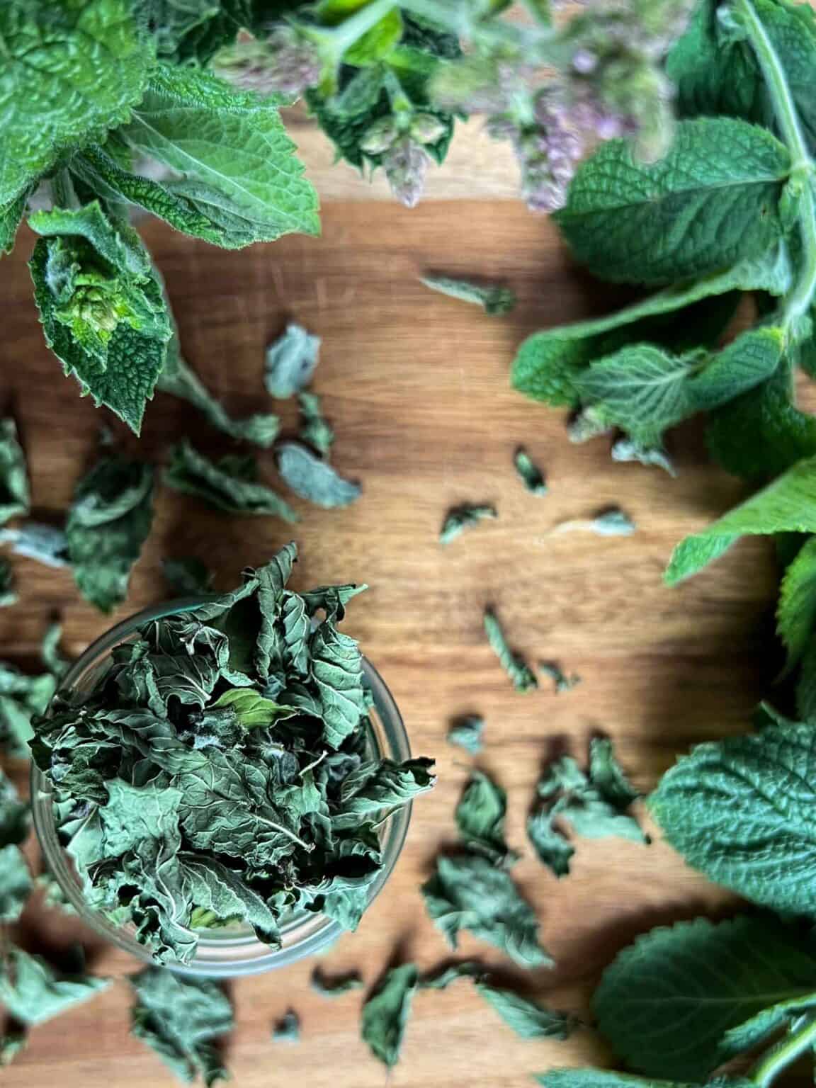 How to Dry Mint 3 Ways | Dehydrator, Oven, Air Dry