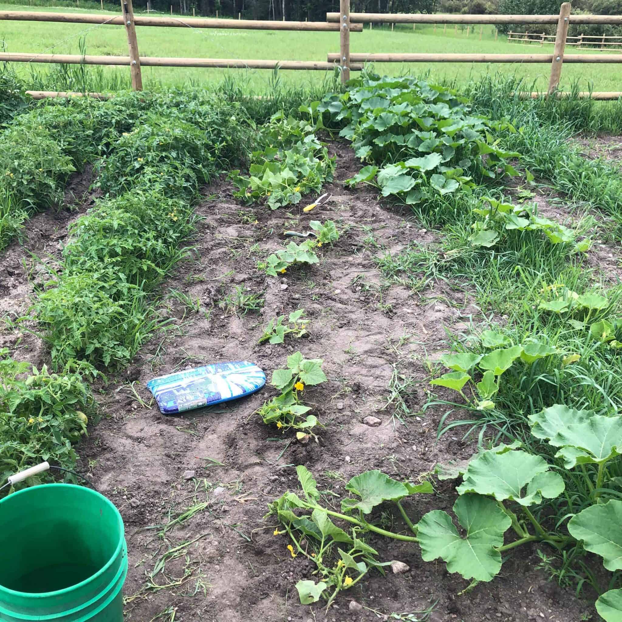 No Till Gardening For A Low-Maintenance Garden - Modern Harvest
