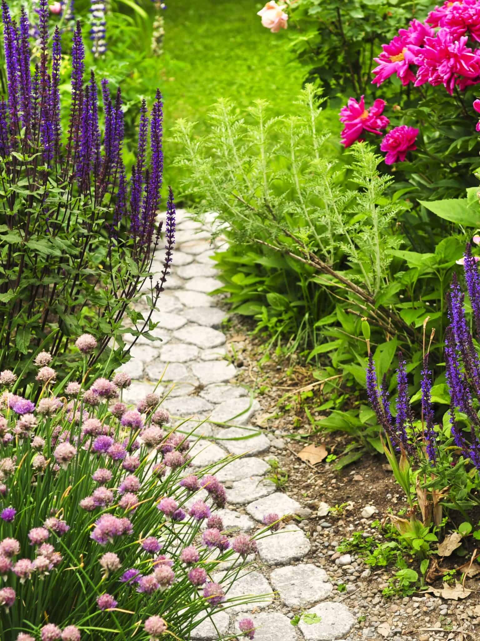 25 Long Blooming Perennials For Flowers All Summer Long - Modern Harvest