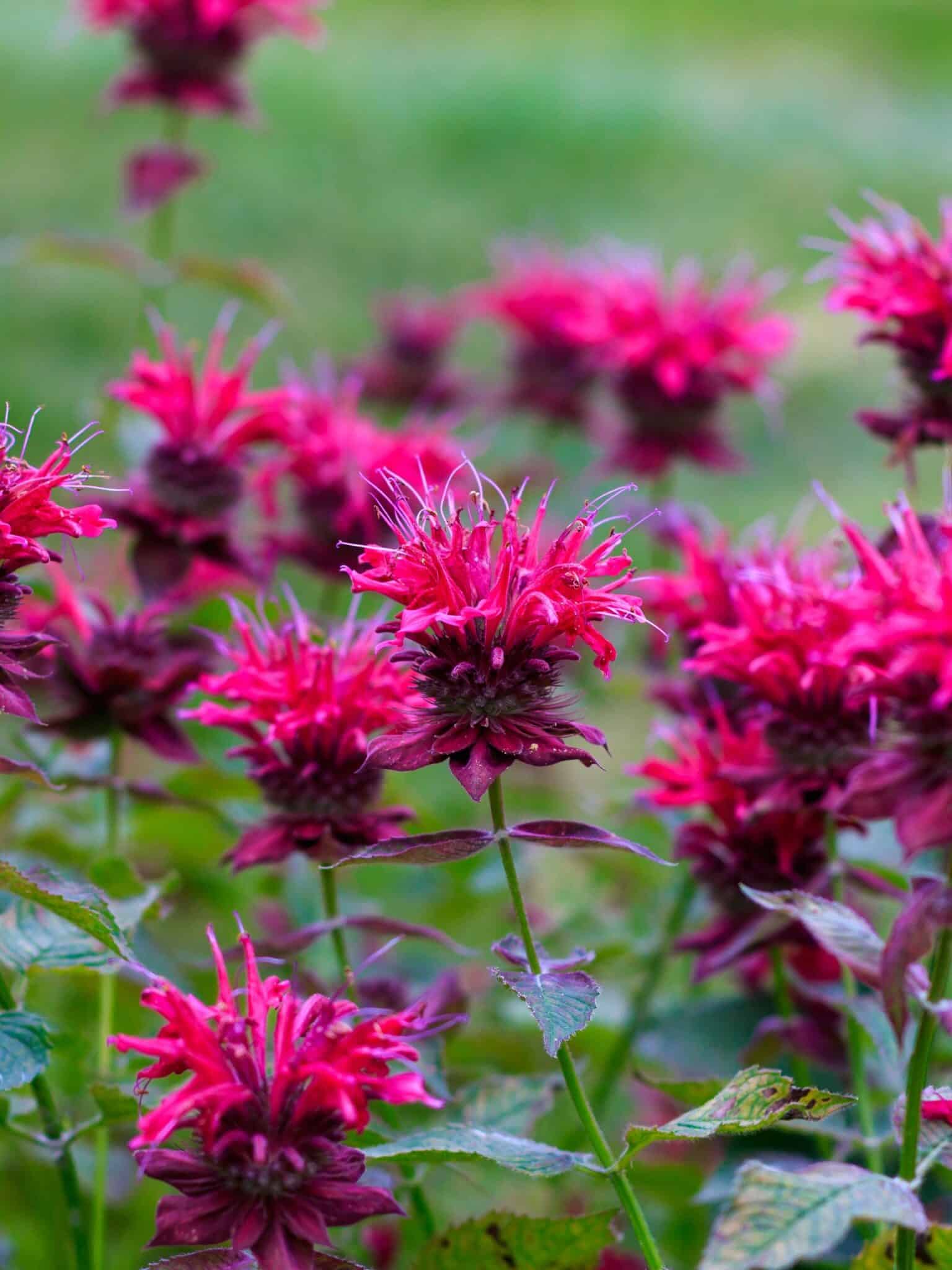 20 Of The BEST Perennials For Zone 4 - Modern Harvest
